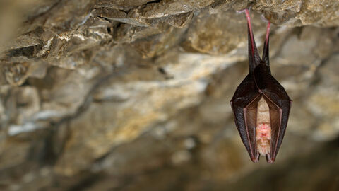 Lesser horseshoe bat | Suffolk Wildlife Trust