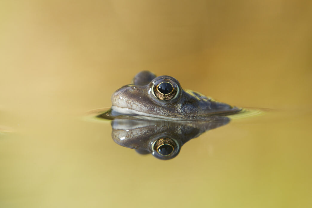 Planet Suffolk – thanks for making a difference! | Suffolk Wildlife Trust
