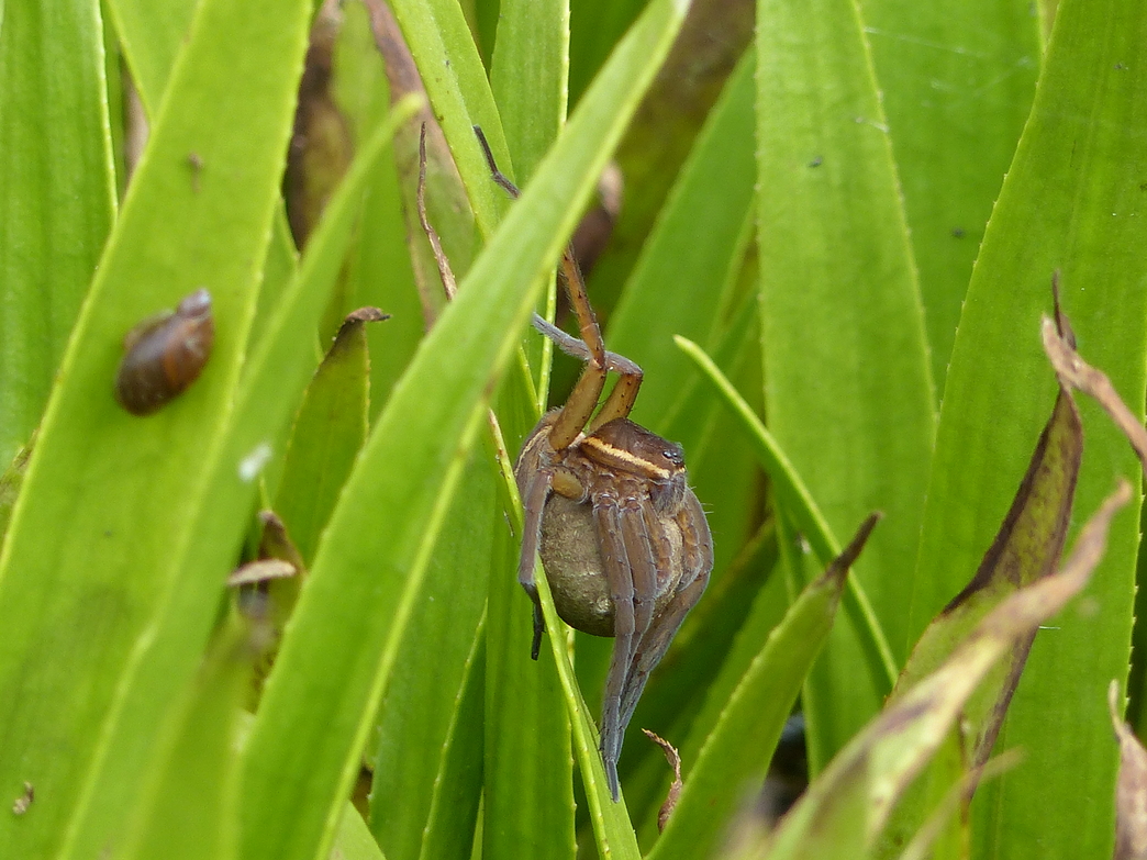 Up close and personal with the fen raft spider | Suffolk Wildlife Trust