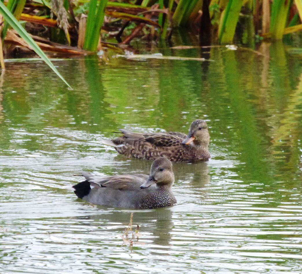 Winter wildfowl in Suffolk | Suffolk Wildlife Trust