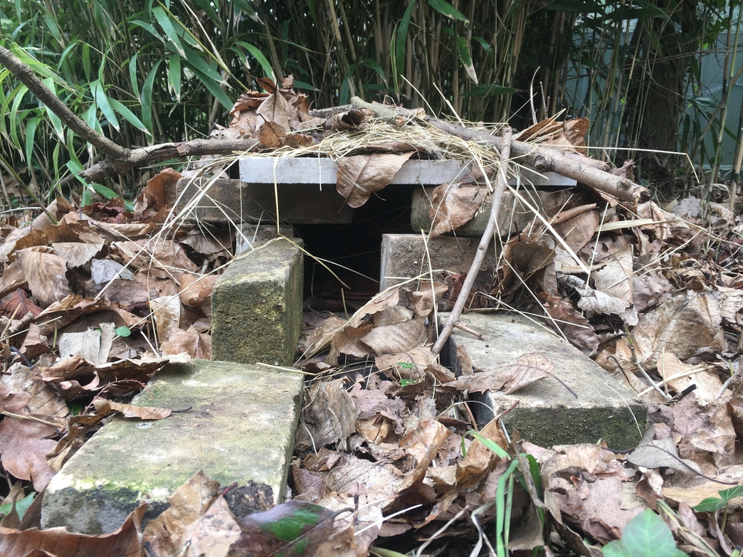 Autumn hedgehogs | Suffolk Wildlife Trust