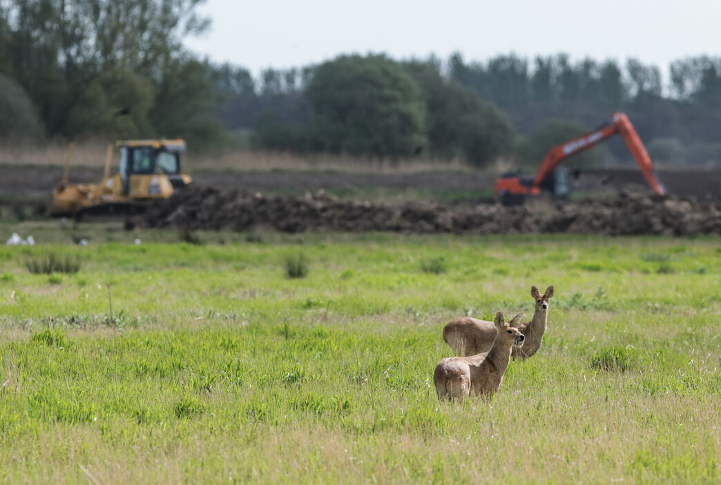Work begins to create 1,000 acres of wildness at the gateway to the ...