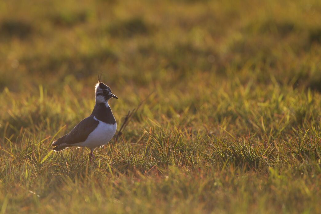 All about lapwing | Suffolk Wildlife Trust