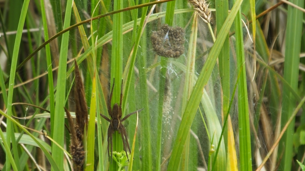 Up close and personal with the fen raft spider | Suffolk Wildlife Trust