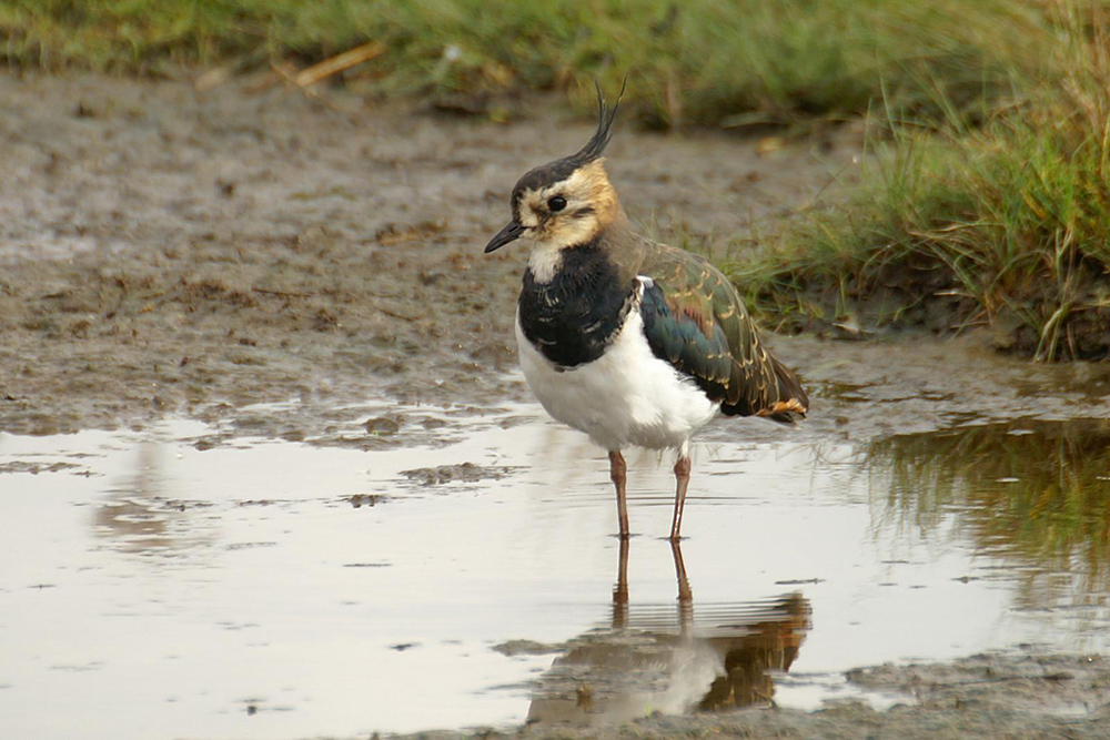 Lapwing | Suffolk Wildlife Trust