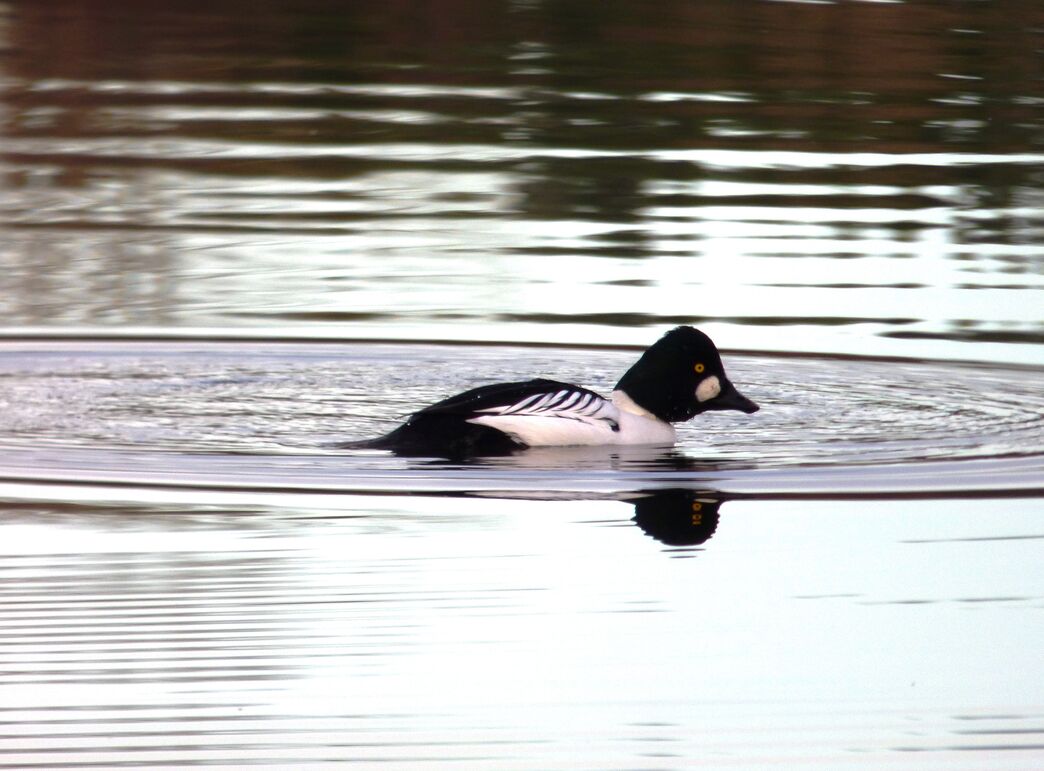 Winter wildfowl in Suffolk | Suffolk Wildlife Trust