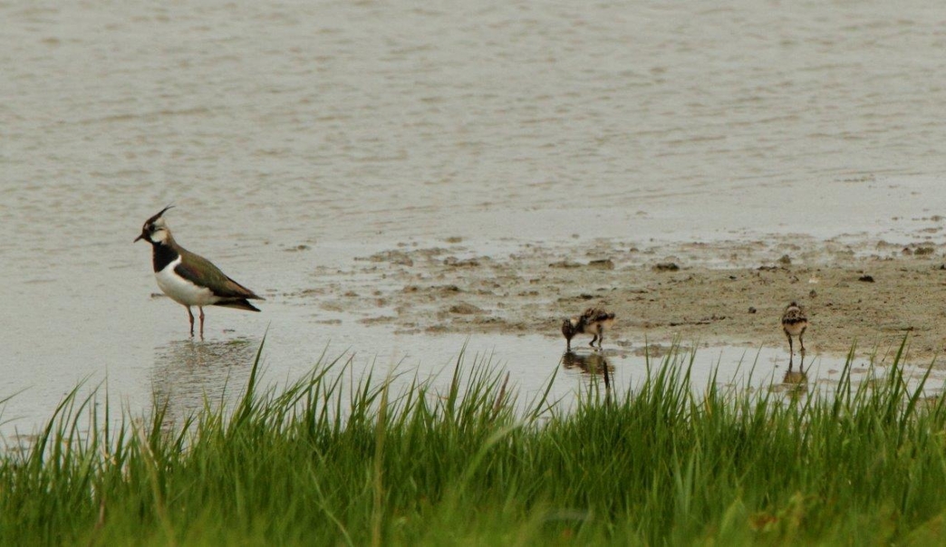 All about lapwing | Suffolk Wildlife Trust