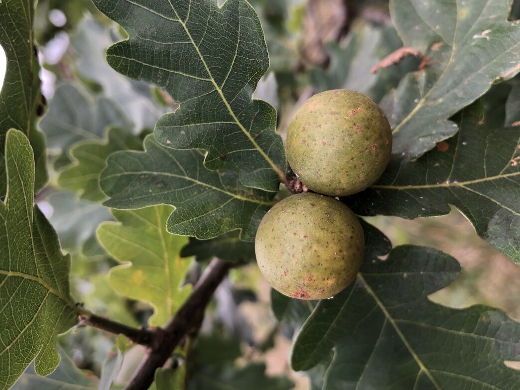 Hunting for galls | Suffolk Wildlife Trust