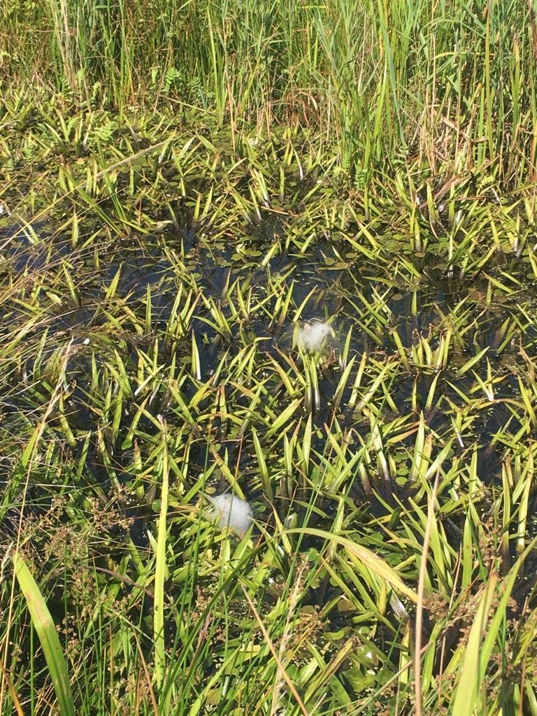 Up close and personal with the fen raft spider | Suffolk Wildlife Trust