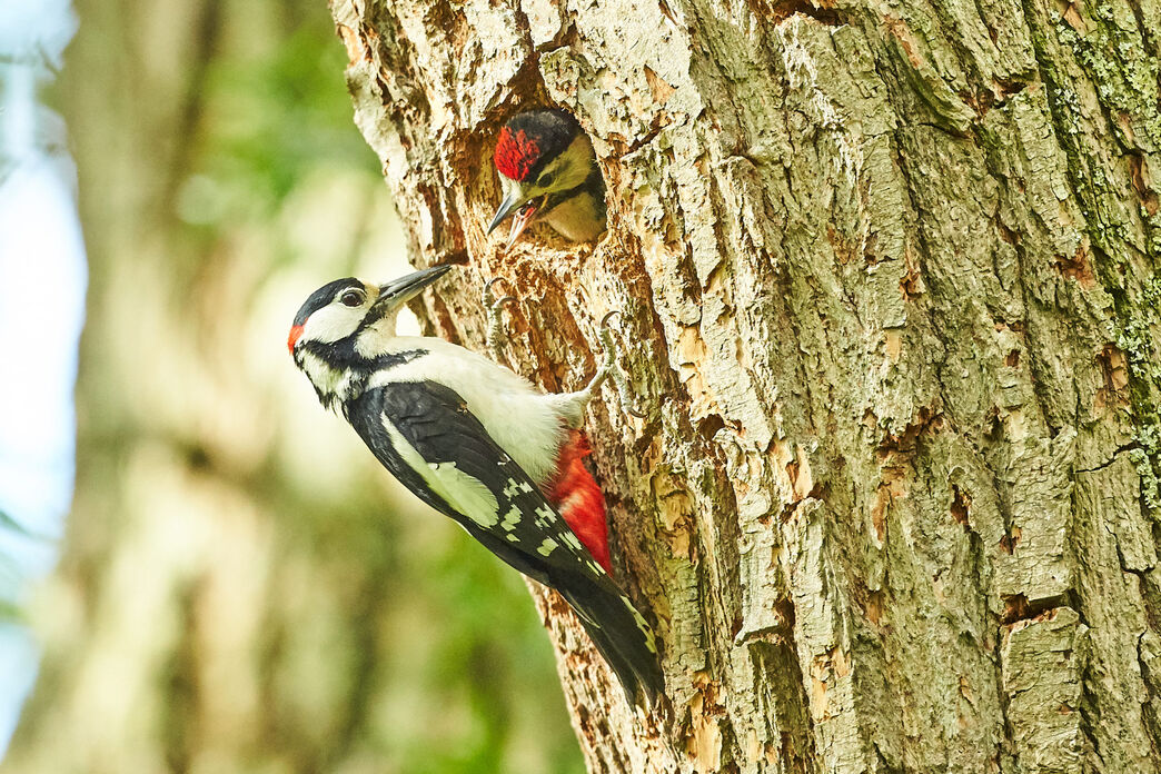 Vote for your favourite | Suffolk Wildlife Trust
