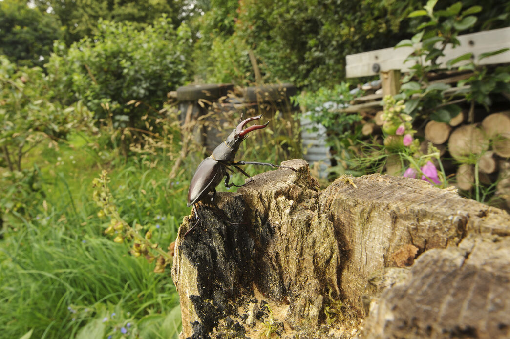 Wild News from our teams - February 2025 | Suffolk Wildlife Trust
