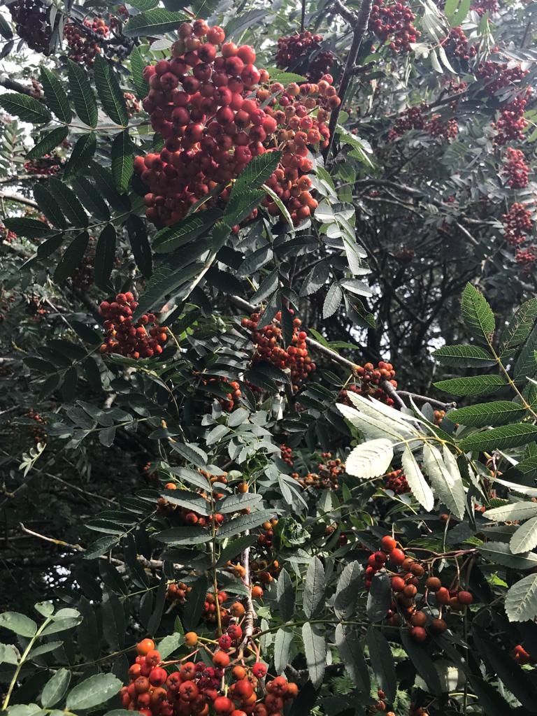 Weekly wild news from our reserves - 15 July 2022 | Suffolk Wildlife Trust