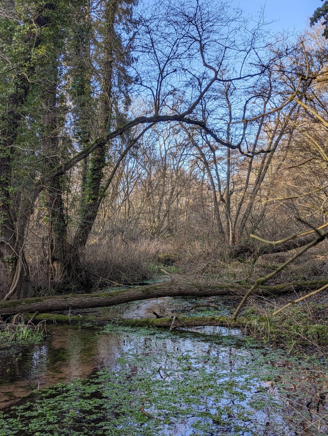 Weekly wild news from our reserves - 10 February 2023 | Suffolk ...