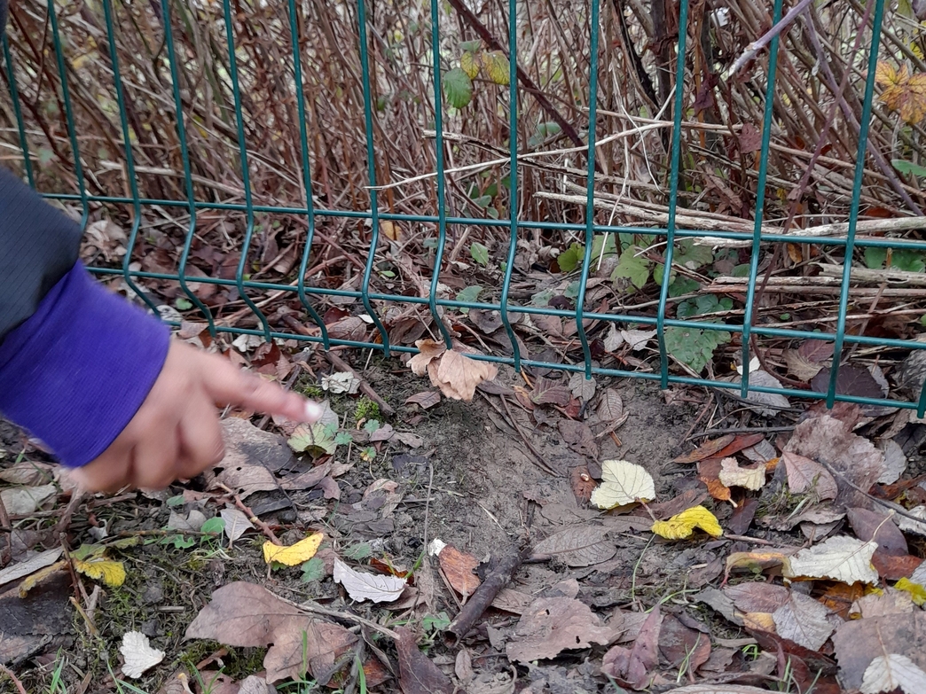 Wilder School Mellis Primary Suffolk Wildlife Trust