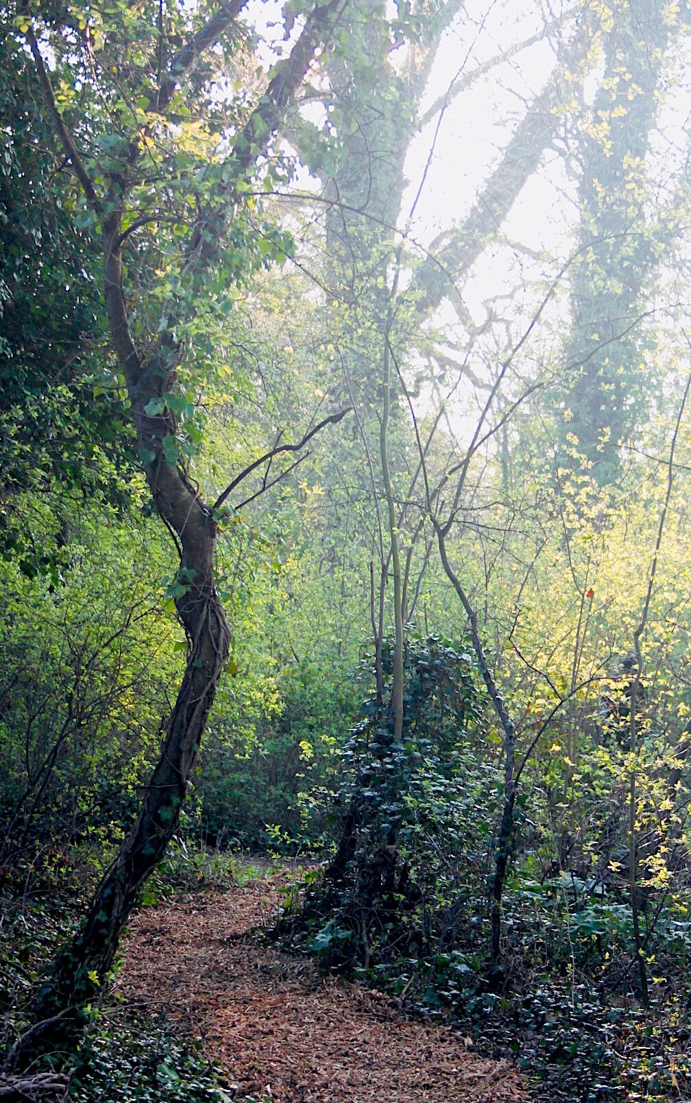 Foxburrow is turning green | Suffolk Wildlife Trust
