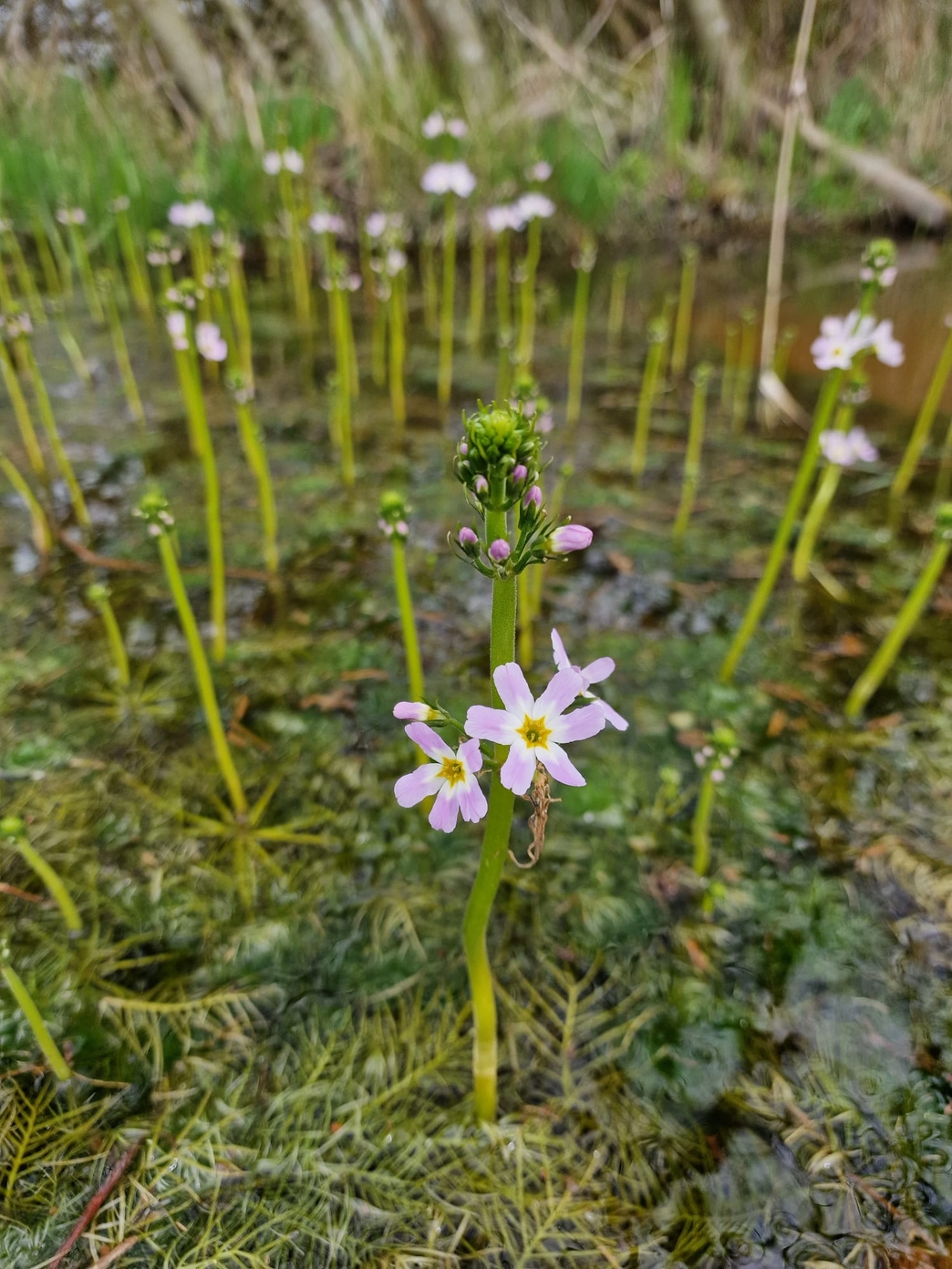 Wild news from our reserves – 5 May 2023 | Suffolk Wildlife Trust