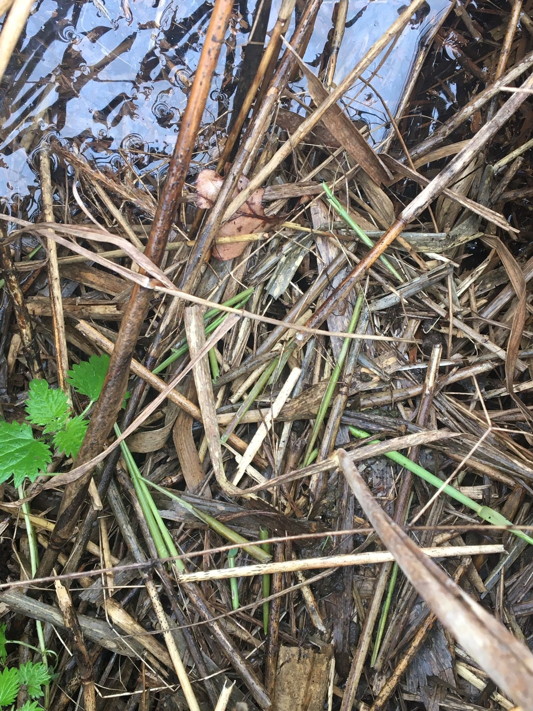 Wild news from our reserves – 5 May 2023 | Suffolk Wildlife Trust