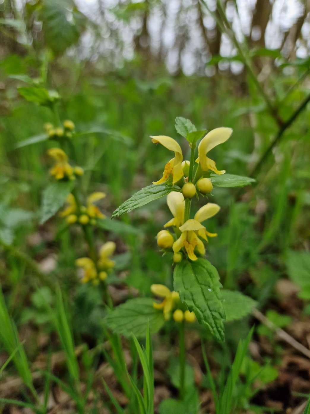 Wild news from our reserves – 5 May 2023 | Suffolk Wildlife Trust