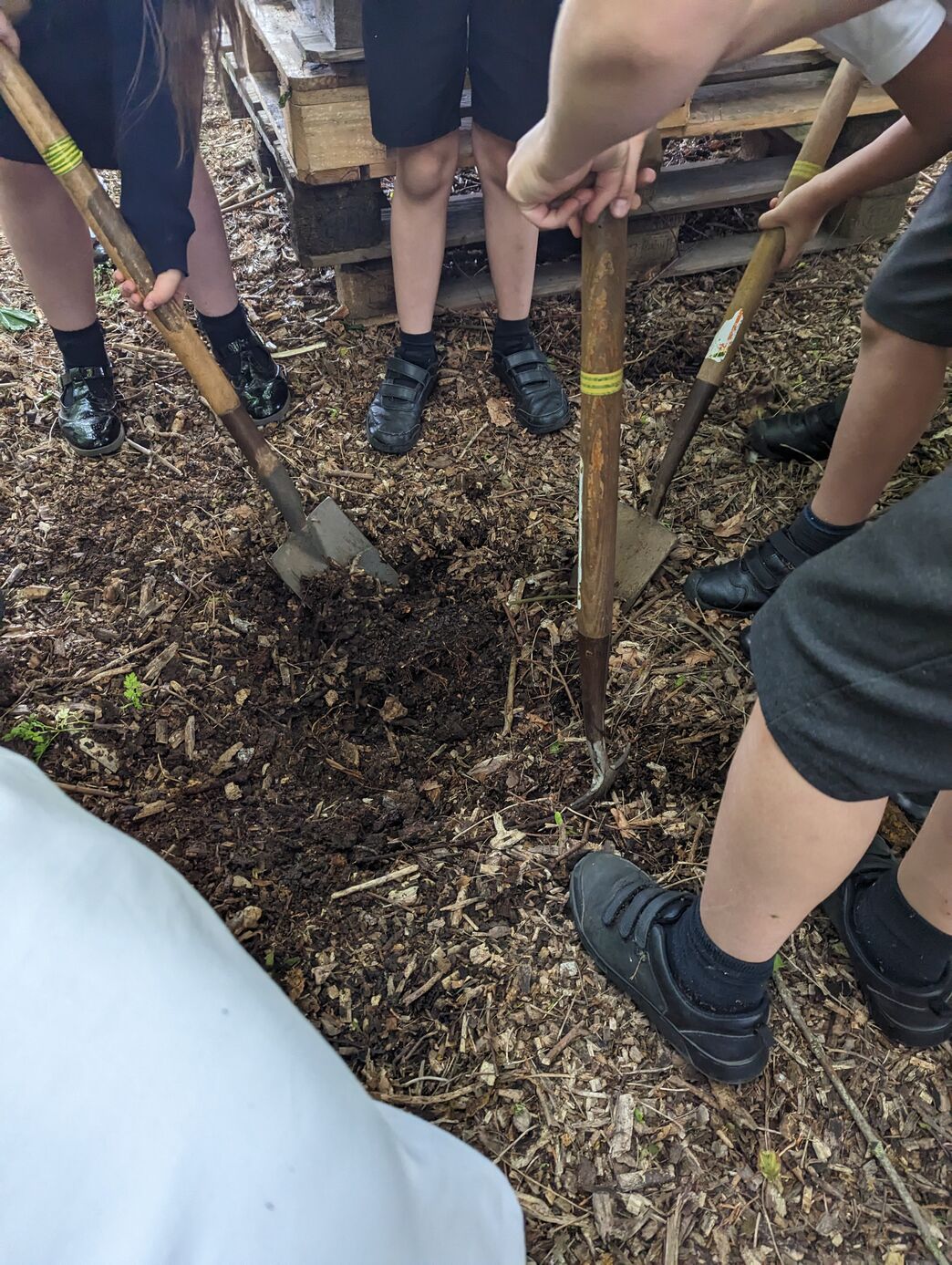 Wilder School - Kingsfleet Primary | Suffolk Wildlife Trust