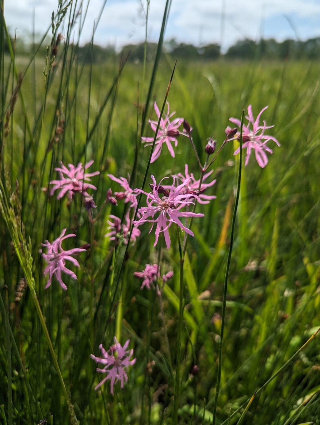 Wild news from our reserves – 30 June 2023 | Suffolk Wildlife Trust