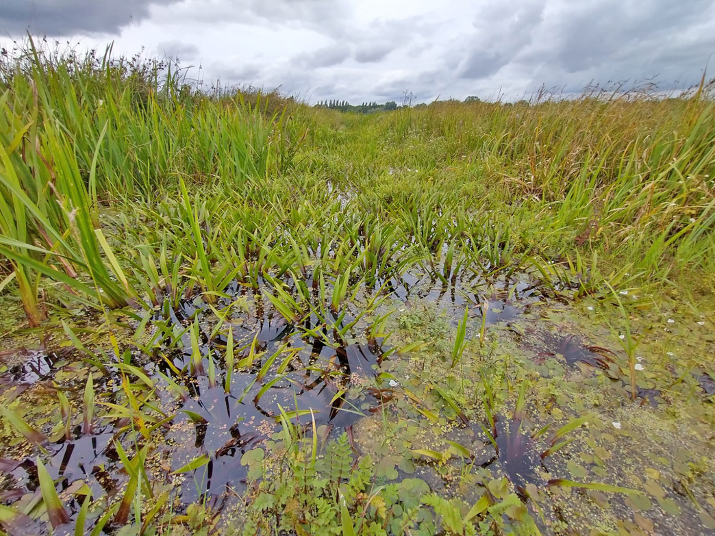 10 facts about fen raft spiders | Suffolk Wildlife Trust