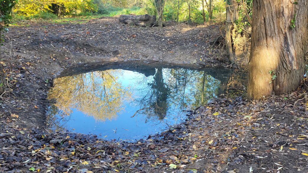 Improving & creating wetland habitats with the Bury Water Meadows Group ...