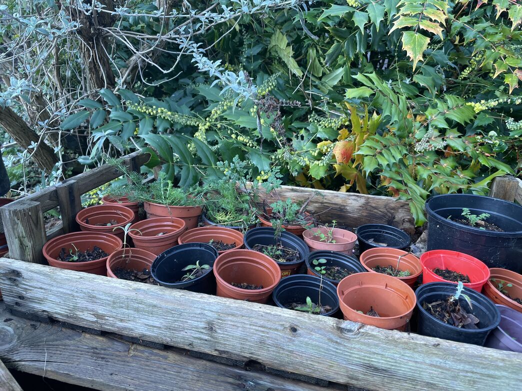 Wilder School - Great Barton | Suffolk Wildlife Trust
