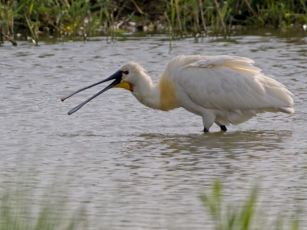 Wild News from our teams - July 2024 | Suffolk Wildlife Trust
