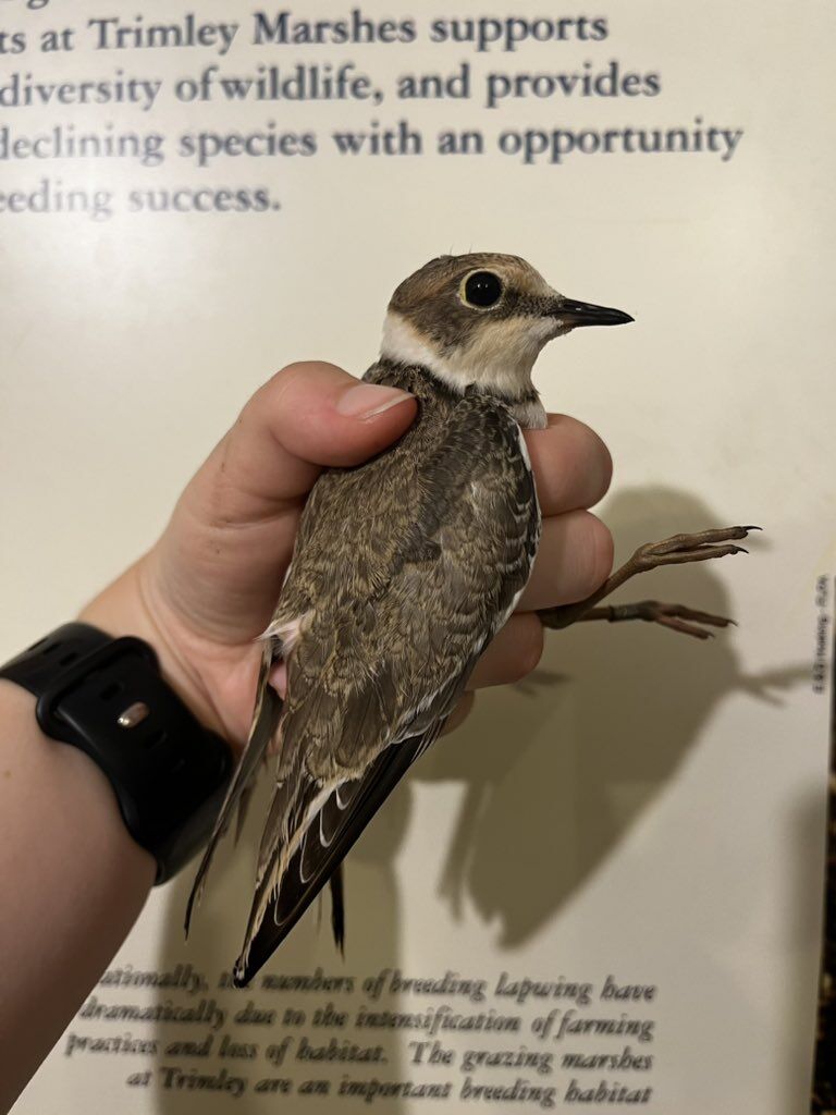 Wild News from our teams - August 2024 | Suffolk Wildlife Trust