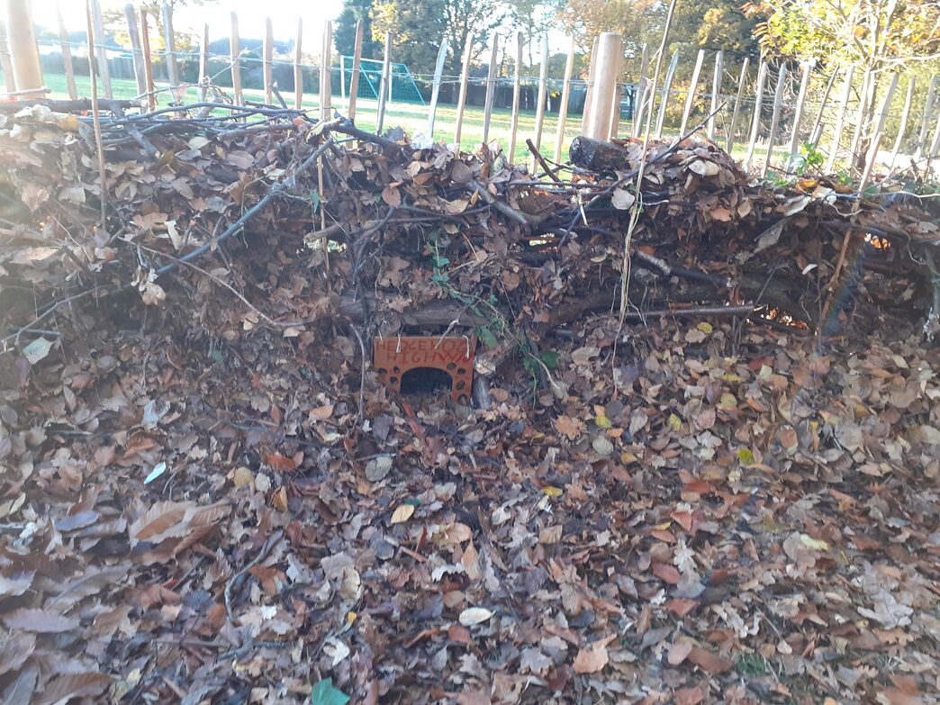 Wilder School - Broke Hall Community Primary School | Suffolk Wildlife ...