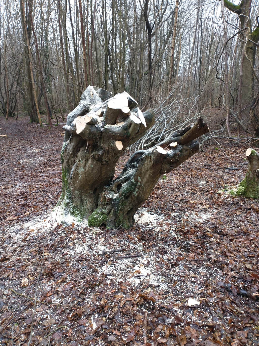 Wild News from our teams - February 2025 | Suffolk Wildlife Trust