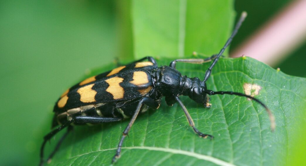 The brilliance of beetles | Suffolk Wildlife Trust