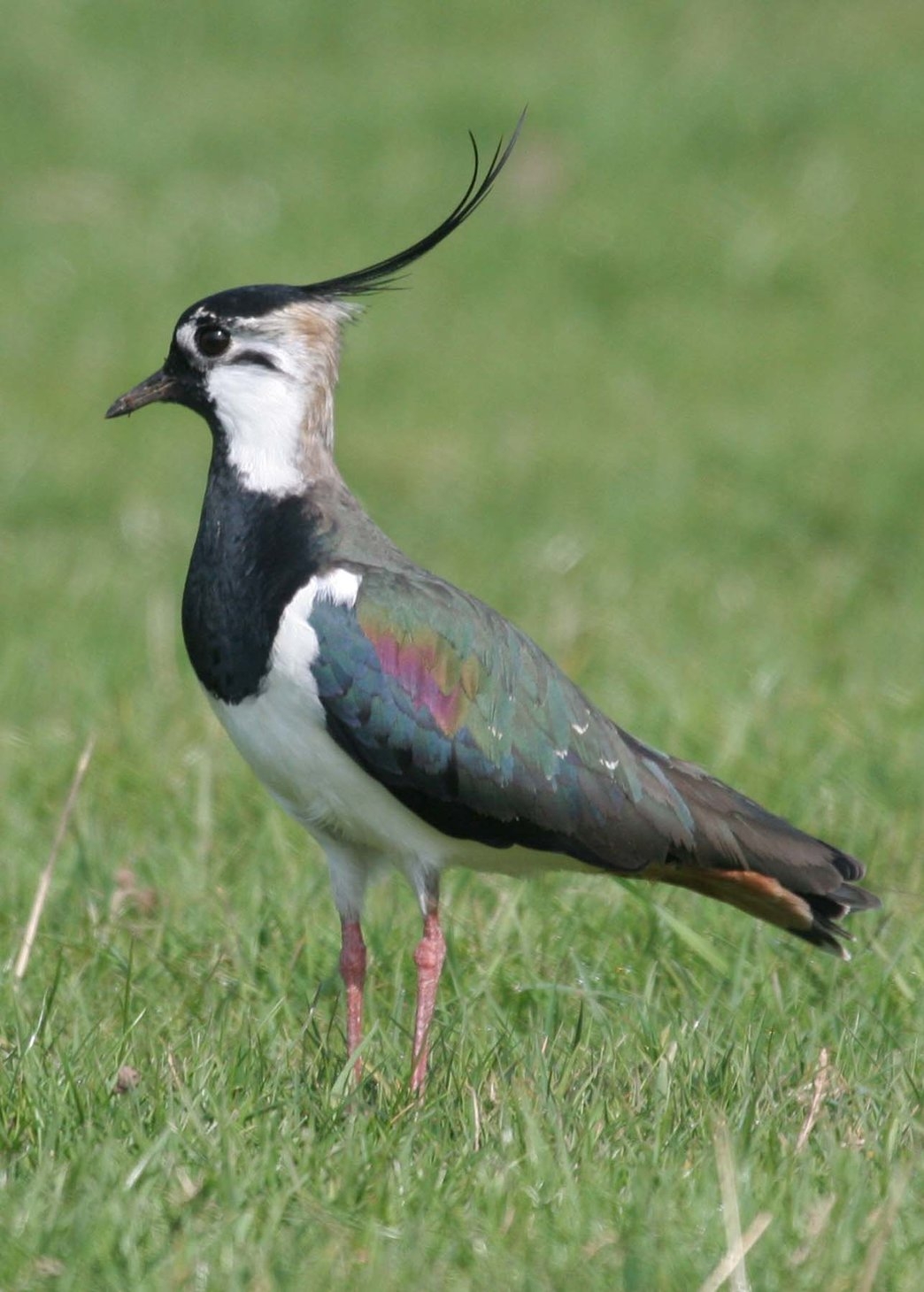 All about lapwing | Suffolk Wildlife Trust