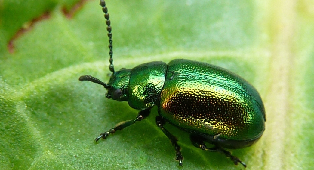 The brilliance of beetles | Suffolk Wildlife Trust