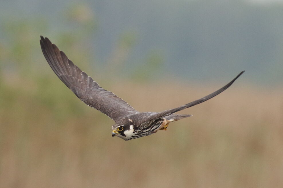 Photography Competition 2018 Overall and Public winners announced ...