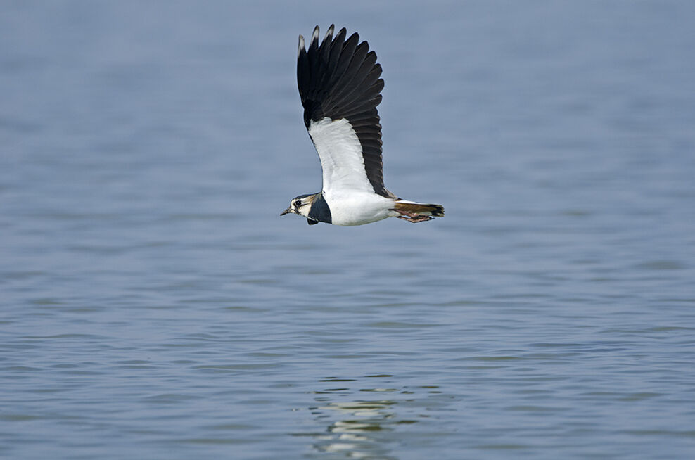 All about lapwing | Suffolk Wildlife Trust