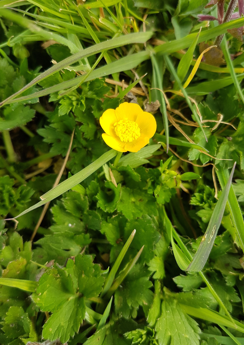 Flowering lawns | Suffolk Wildlife Trust