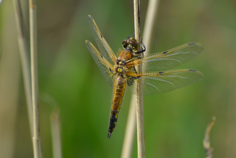 Weekly wild news from our reserves | Suffolk Wildlife Trust