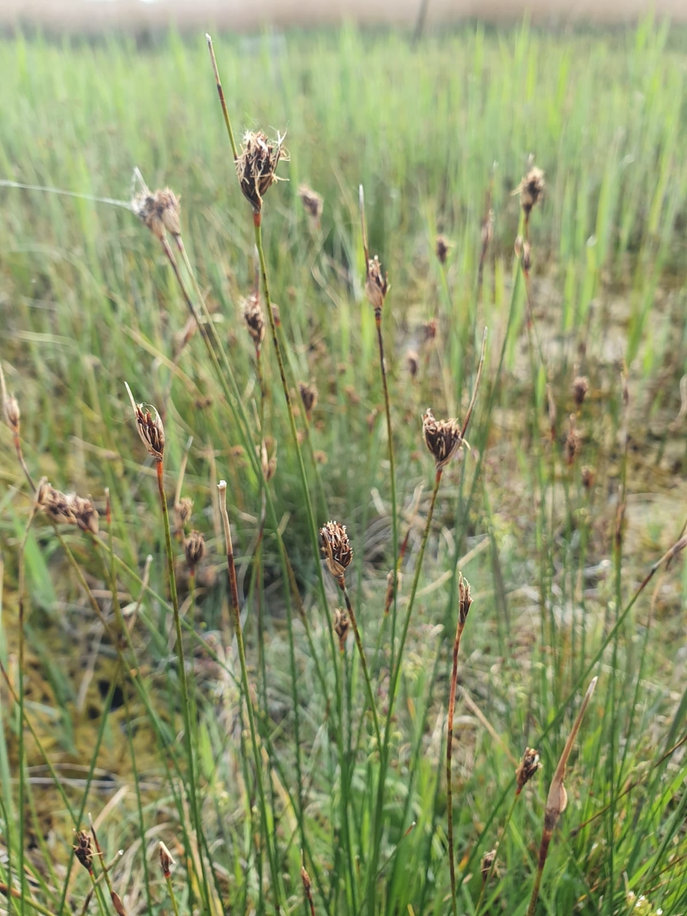 Weekly wild news from our reserves, 5th June | Suffolk Wildlife Trust