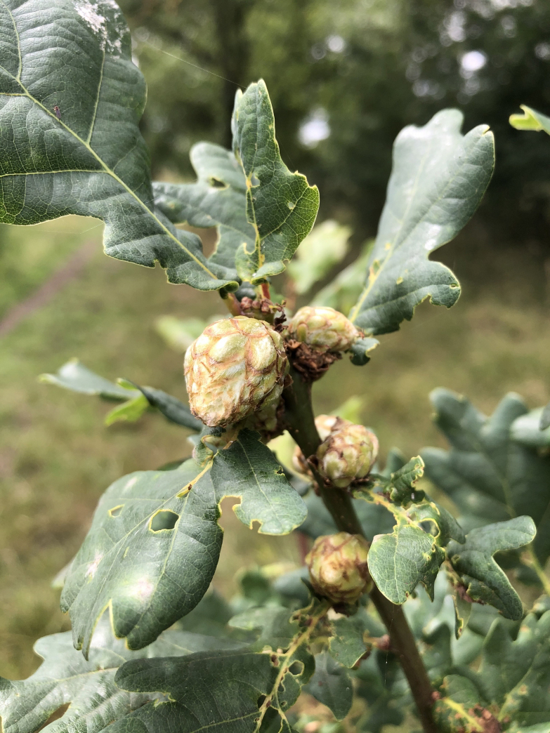 Hunting for galls | Suffolk Wildlife Trust