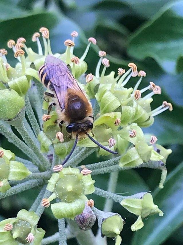 Weekly wild news from our reserves, 25 September 2020 | Suffolk ...