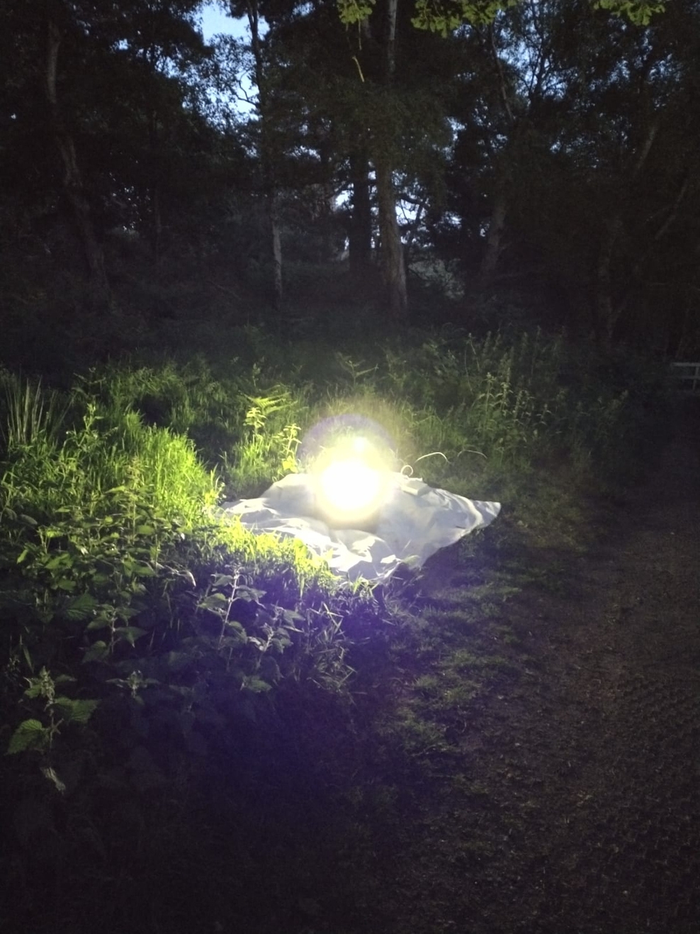 Weekly wild news from our reserves - 25 June | Suffolk Wildlife Trust