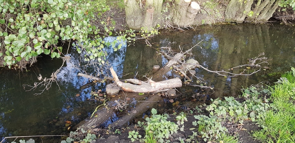 Wilder rivers | Suffolk Wildlife Trust