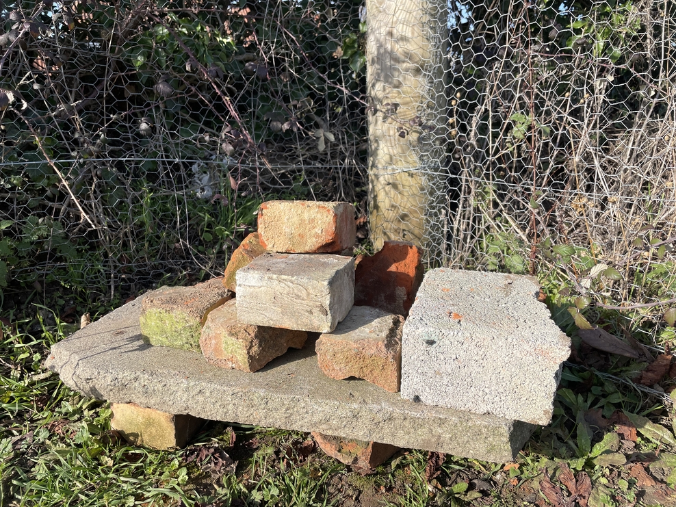 Wilder School - Dennington Primary | Suffolk Wildlife Trust