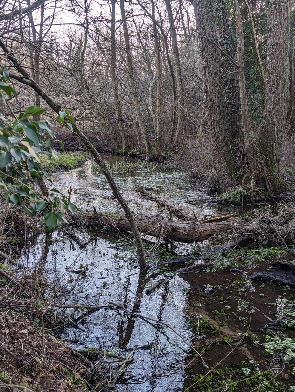 Weekly wild news from our reserves - 10 February 2023 | Suffolk ...