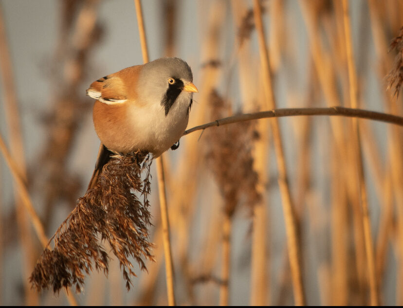 Suffolk Wildlife Trust Photography Competition 2022 winners announced ...