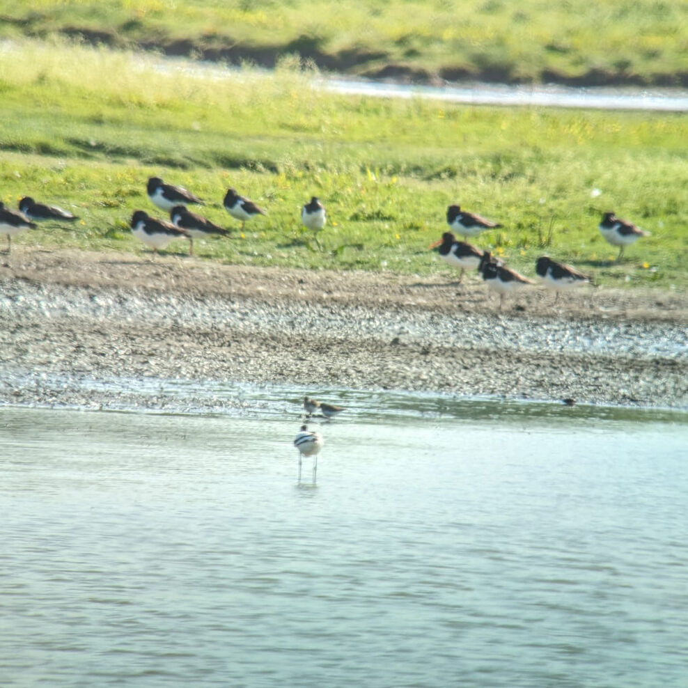 Wild news from our reserves – 19 May 2023 | Suffolk Wildlife Trust