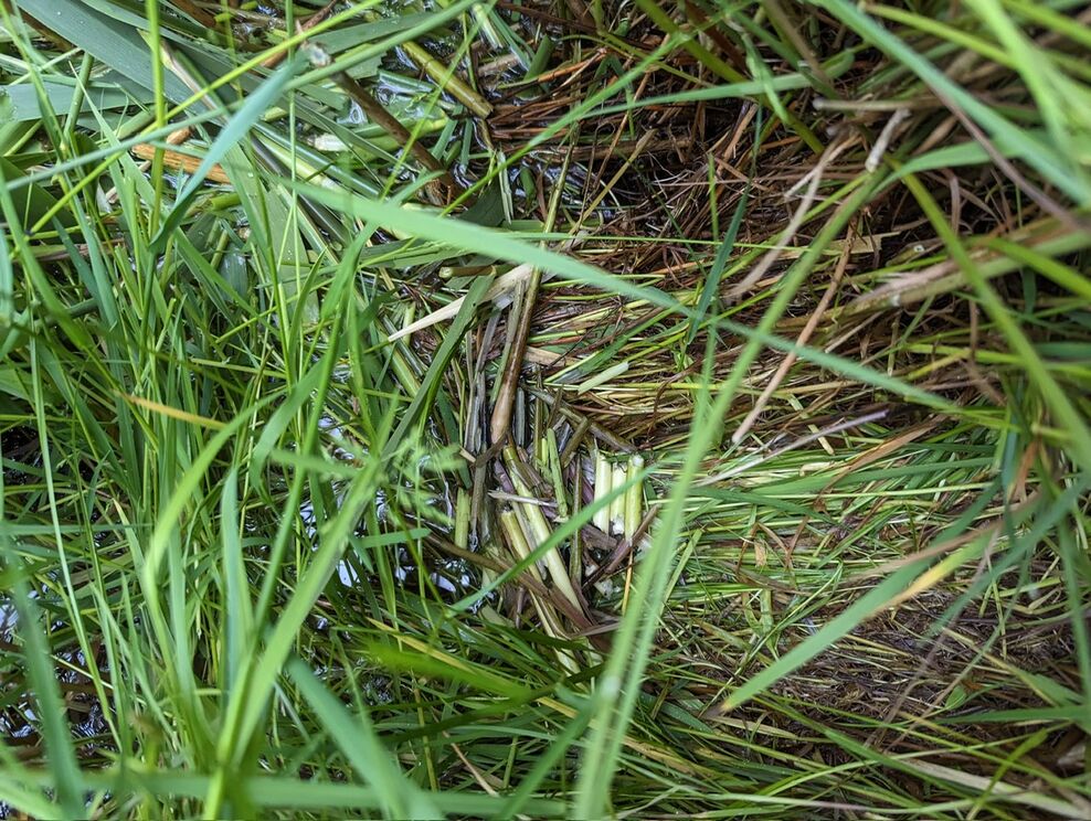 Wild news from our reserves, 2nd June 2023 | Suffolk Wildlife Trust