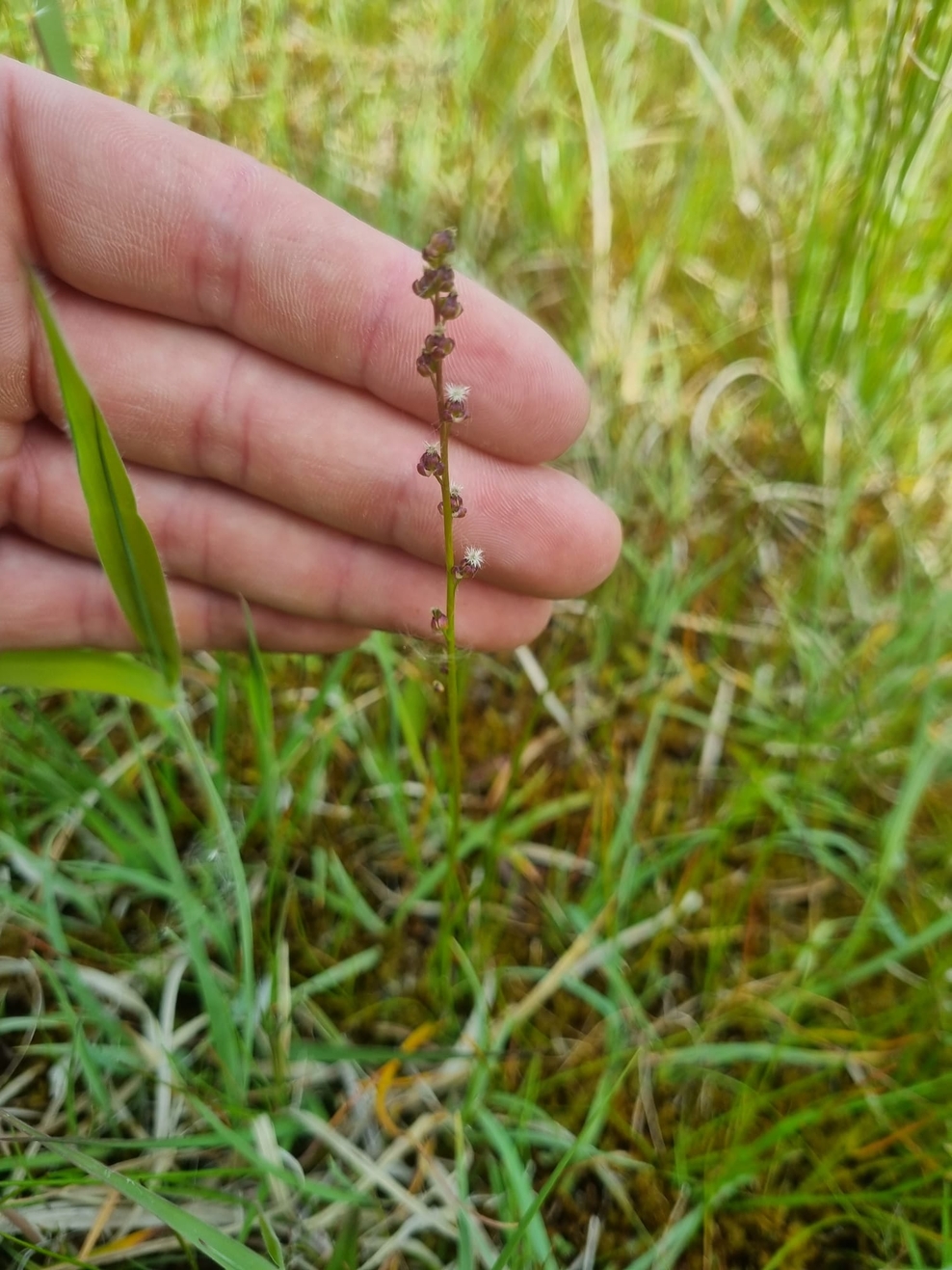 Wild news from our reserves, 2nd June 2023 | Suffolk Wildlife Trust