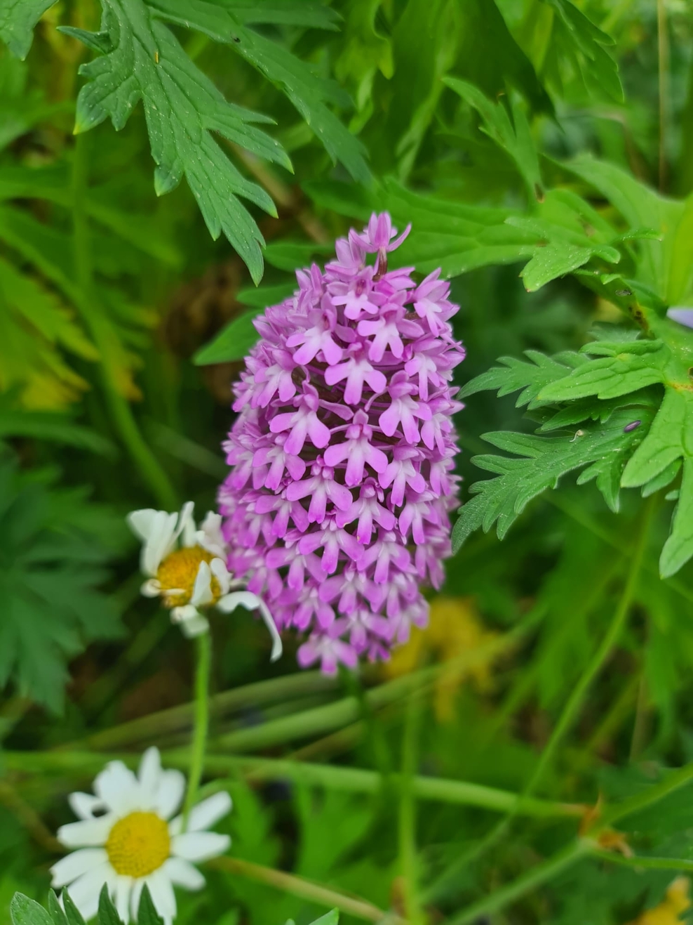 Wild news from our reserves – 30 June 2023 | Suffolk Wildlife Trust